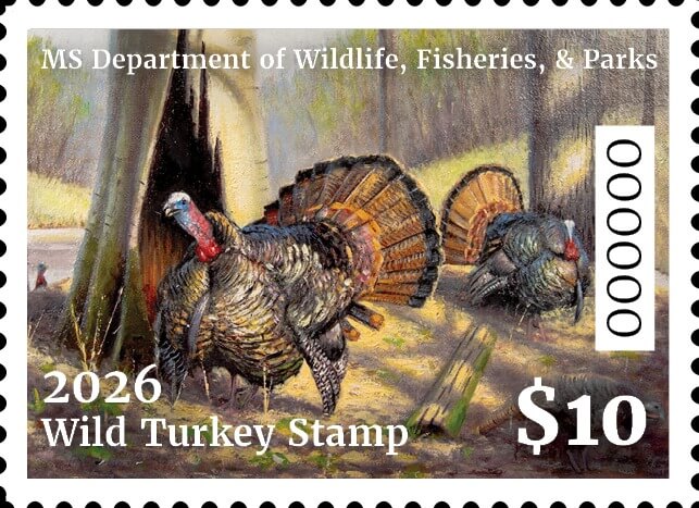 Mississippi Wild Turkey Stamp now available for 2026 spring season ...