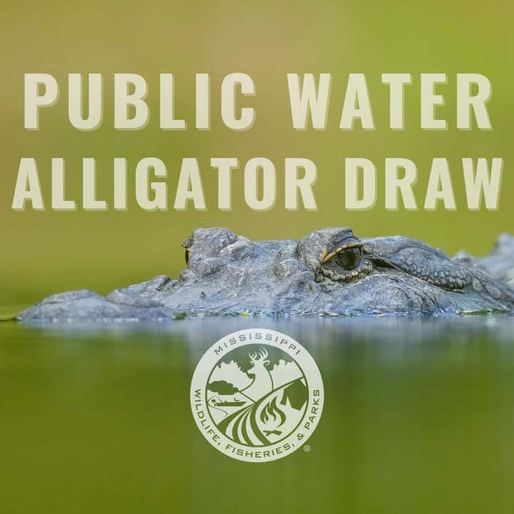 Mississippi opens alligator season draw application for 2026 | Alcorn ...