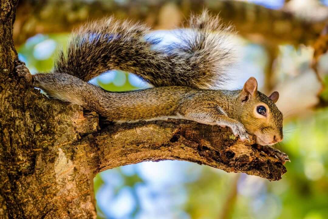 Mississippi's 2026 spring squirrel season ends June 1 | Alcorn County News